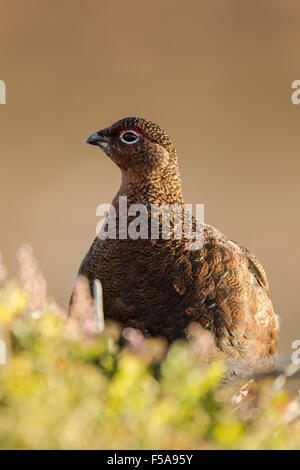 Male red grouse, Latin name Lagopus lagopus scotica, in warm light ...
