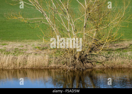 River Teviot near Heiton in the Scottish Borders. Water level ...