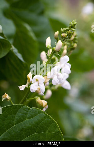 Phaseolus coccineus. Runner bean ‘moonlight’ growing around a hazel ...