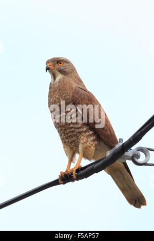Grey-faced buzzard Butastur indicus in flight. Shiretoko National Park ...
