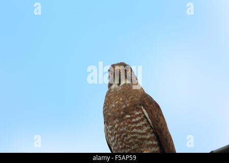 Grey-faced Buzzard (Butastur indicus) in Japan Stock Photo - Alamy