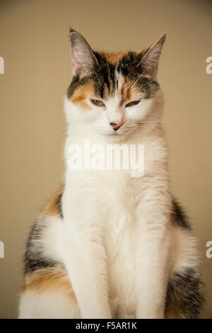Closeup of cute sleepy calico tabby cat face lying in shadow on chair ...
