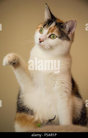 A Closeup of a calico cat playing Stock Photo - Alamy