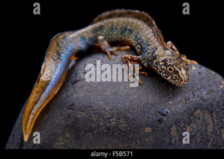 Triturus Dobrogicus,The Danube crested newt Stock Photo - Alamy