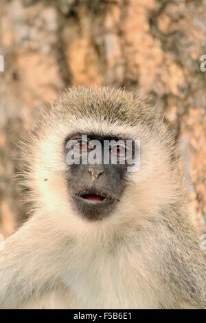 View of Chlorocebus aethiops face, eyes and detail with background blur ...