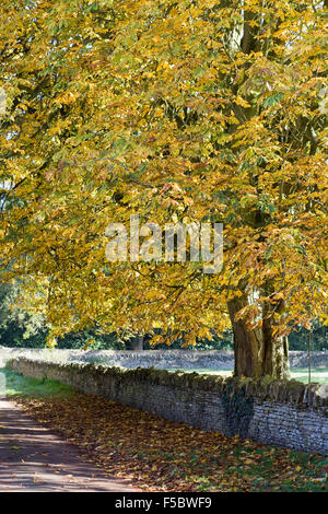 Silver maple Acer saccharinum Autumn Colors Stock Photo - Alamy