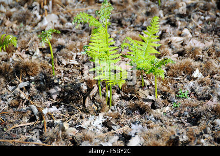 Tiny ferns growing on a tree trunk in temperate montane rainforest ...