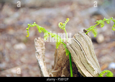 Tiny ferns growing on a tree trunk in temperate montane rainforest ...