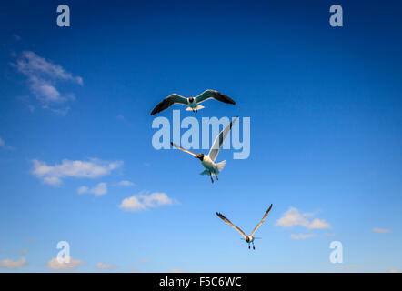 Three Laughing Gulls, Leucophaeus atricilla, drinking from the salty ...