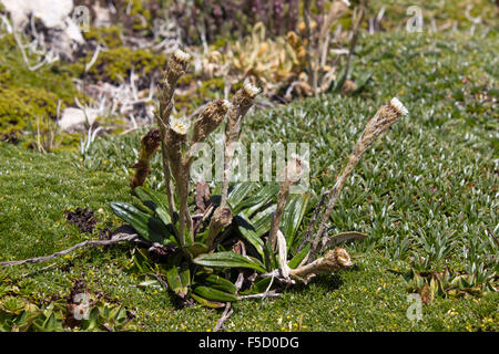 Andean flower Werneria sp. Asteraceae growing on the high paramo at 4 ...