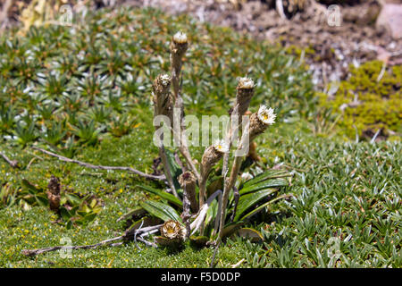 Andean flower Werneria sp. Asteraceae growing on the high paramo at 4 ...