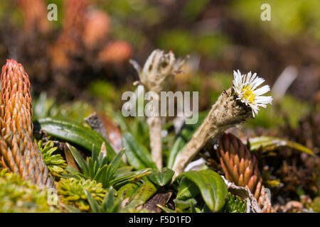 Andean flower Werneria sp. Asteraceae growing on the high paramo at 4 ...