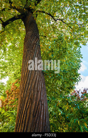 Sweet Chestnut tree in Kensington Gardens in winter Stock Photo - Alamy