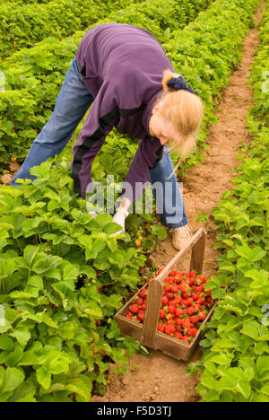 U-pick strawberry field, Fordyce Farm, Marion County, Oregon Stock ...