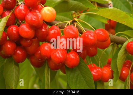 Lambert cherries, Vaughan's Cherry Farm, Marion County, Oregon Stock ...