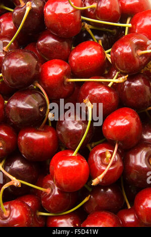 Lambert cherries, Vaughan's Cherry Farm, Marion County, Oregon Stock ...