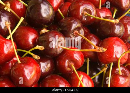 Lambert cherries, Vaughan's Cherry Farm, Marion County, Oregon Stock ...