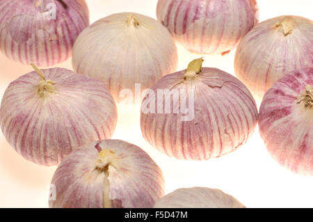 Single Bulb Garlic / Solo Garlic (Allium sativum) The bulb is not split ...