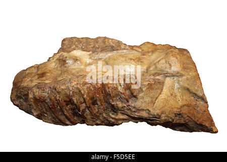Fossilized Teeth Of the Extinct South American Mastodont Cuvieronius ...