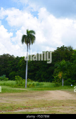 Tall palm tree. Reserva Marina Tres Palmas. Marina Beach. Ricon, Puerto ...
