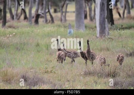Wild emu in the Australian outback roam free Stock Photo - Alamy