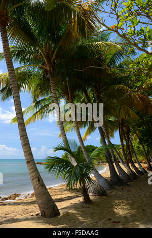 Palm trees at the Marina Beach. Reserva Marina Tres Palmas. Marina ...