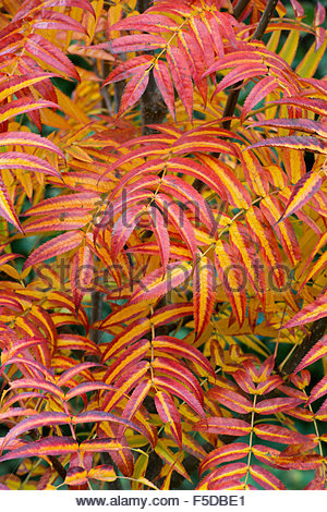 Sorbus commixta Olympic Flame 'Dodong' Stock Photo: 89156190 - Alamy