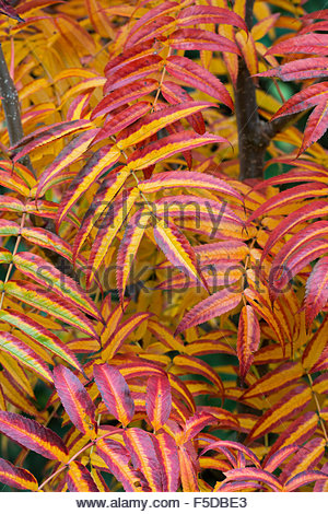 Sorbus commixta Olympic Flame 'Dodong' Stock Photo: 89156190 - Alamy