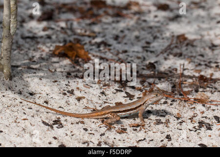 Florida scrub lizard Sceloporus woodi male reptiles lizard threatened ...
