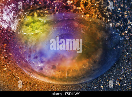 round jellyfish lying on the beach is photographed close-up Stock Photo ...