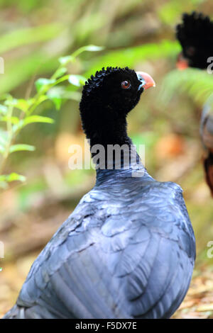 Blue-billed Curassow (Crax alberti) is a Critically Endangered species ...