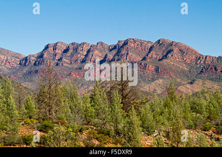 Rugged landscape of Flinders Ranges with native cypress pine trees ...