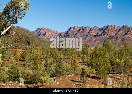 Rugged landscape of Flinders Ranges with native cypress pine trees ...