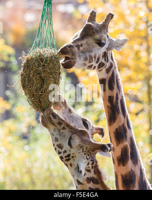 Three giraffes eating hay from feeder at zoo Stock Photo - Alamy