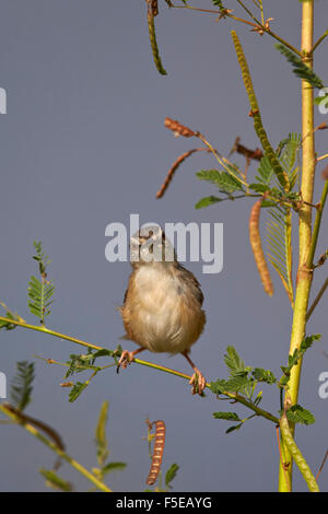 Tawny-flanked Prinia (Prinia subflava) in a wetland reedbed, South ...