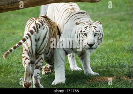 White Bengal tigers Stock Photo - Alamy