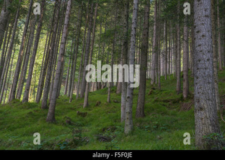 Austrian green mossy wood with white birch trees uphill Stock Photo - Alamy