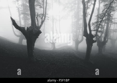 mysterious creepy forest in black and white Stock Photo - Alamy