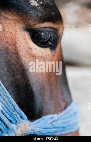 Beautiful Indian horse or Khachar portrait with animal horse eye ...