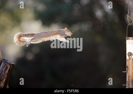 Grey Squirrel ( Sciurus carolinensis ) jumping from below wide angle ...
