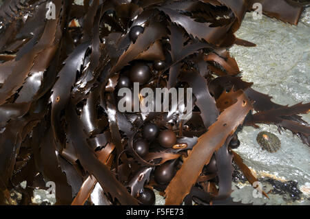 Bladder or giant kelp, Macrocystis pyrifera, Kaikoura, New Zealand ...