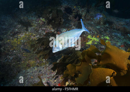 Blue morwong or porae fish, Nemadactylus douglasii, swims by kelp, Poor ...