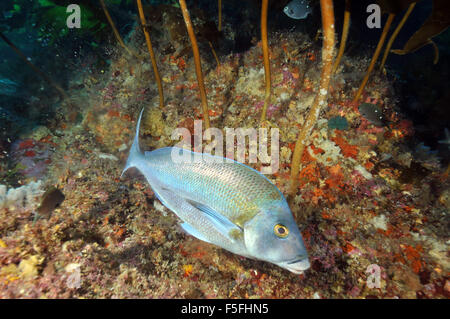 Blue morwong or porae fish, Nemadactylus douglasii, swims by kelp, Poor ...