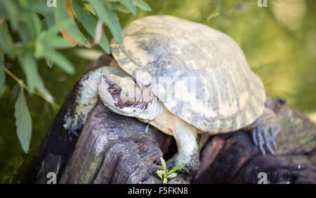 Western Pond Turtle (Actinemys marmorata Stock Photo - Alamy