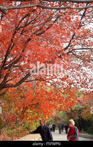 Autumn scenery at a park in Jinan City, east China's Shandong Province ...