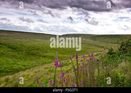 The valley of the infant River Exe on Exmoor, Somerset, England, UK ...