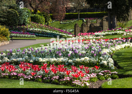 Tulip and flowers at the Guildford Castle Gardens, England Stock Photo ...