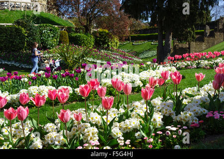 Tulip and flowers at the Guildford Castle Gardens, England Stock Photo ...