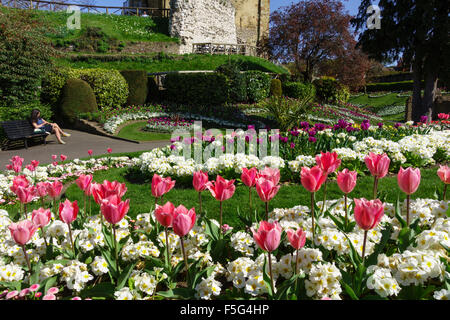 Tulip and flowers at the Guildford Castle Gardens, England Stock Photo ...