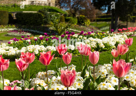Tulip and flowers at the Guildford Castle Gardens, England Stock Photo ...
